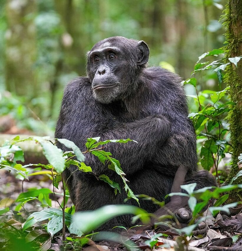 Primates Safari: Gorillas, Chimps & Golden Monkeys in Rwanda & Uganda
